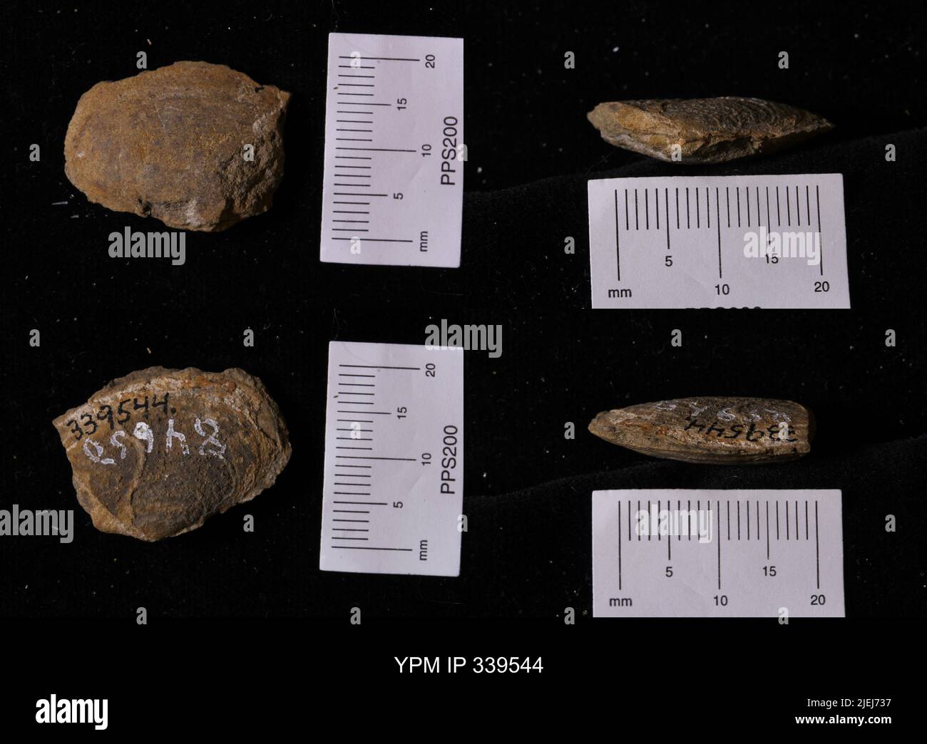 Tellina sp hi-res stock photography and images - Alamy