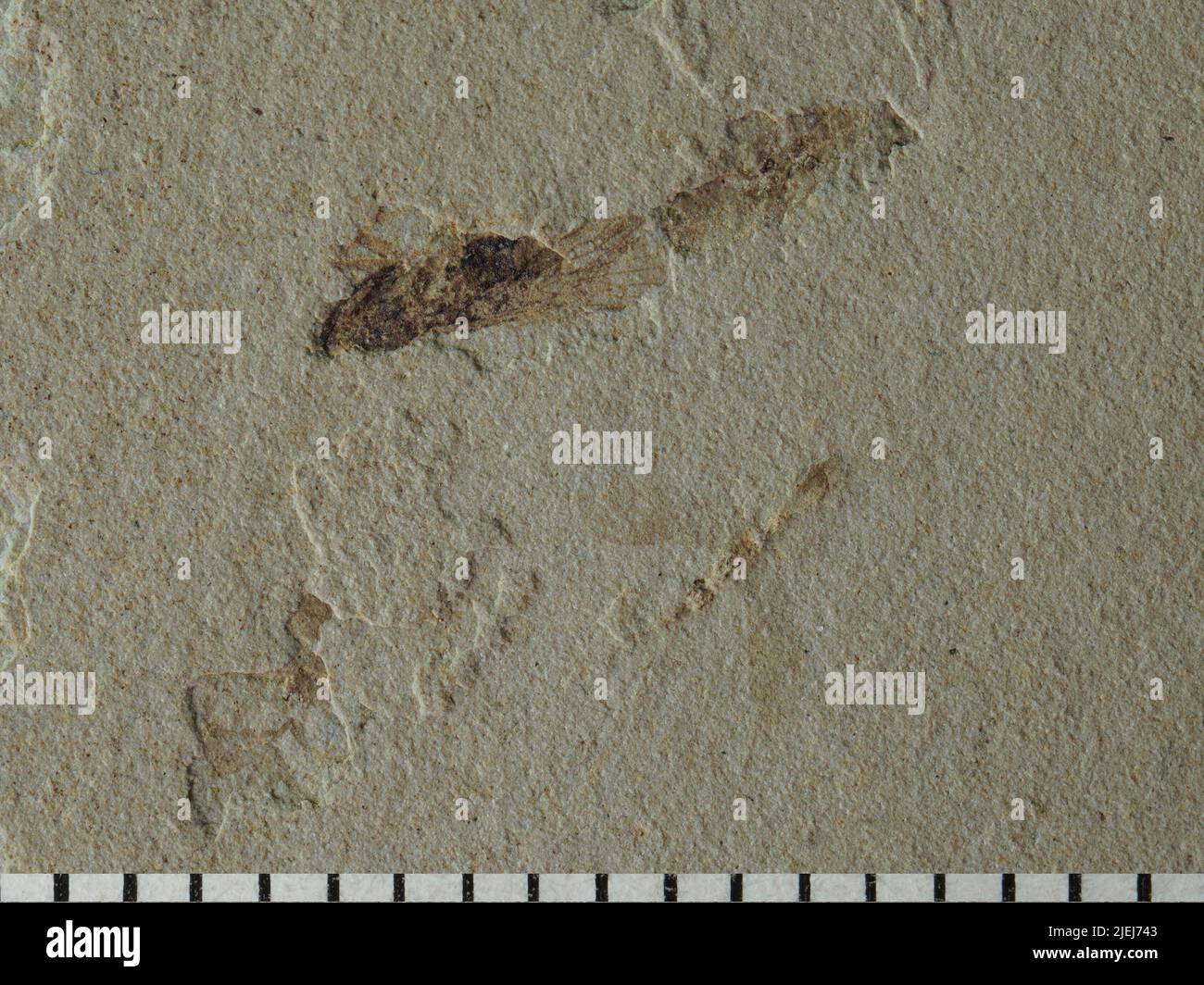 Undet araneae animalia hi-res stock photography and images - Alamy