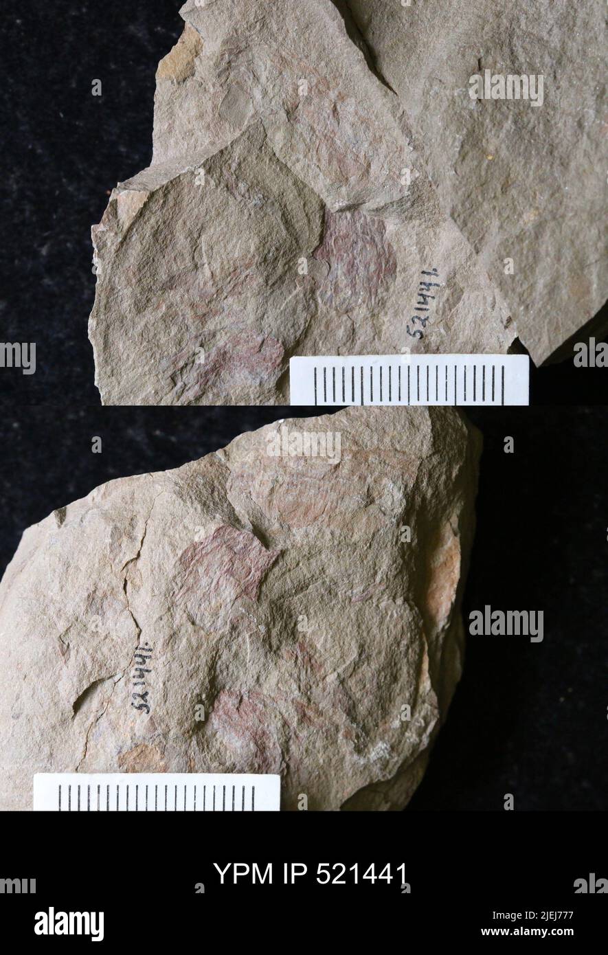 Graptolithina graptolites hi-res stock photography and images - Alamy