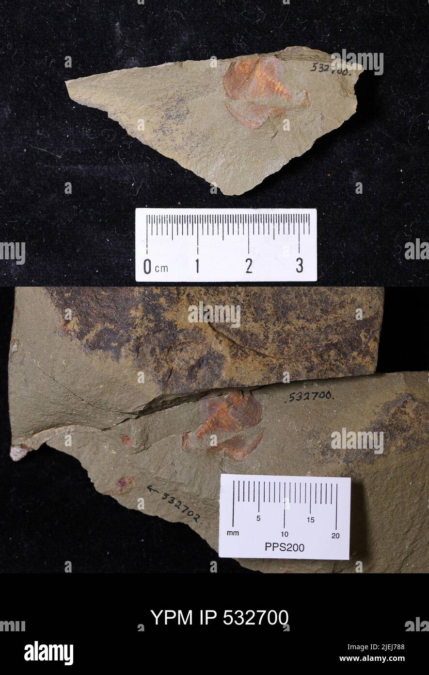 Undet xiphosurida hi-res stock photography and images - Alamy