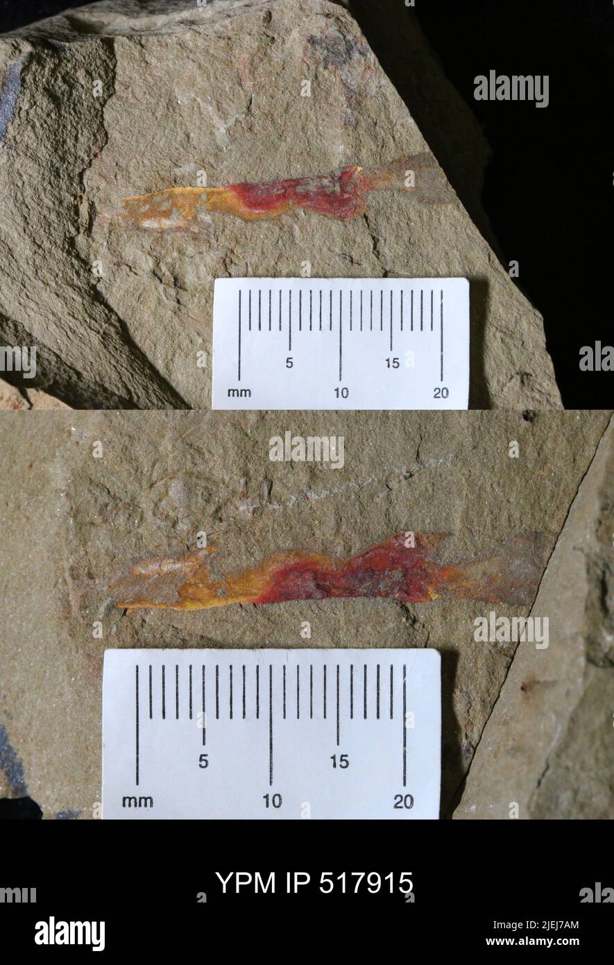 Trace fossil footprint hi-res stock photography and images - Alamy