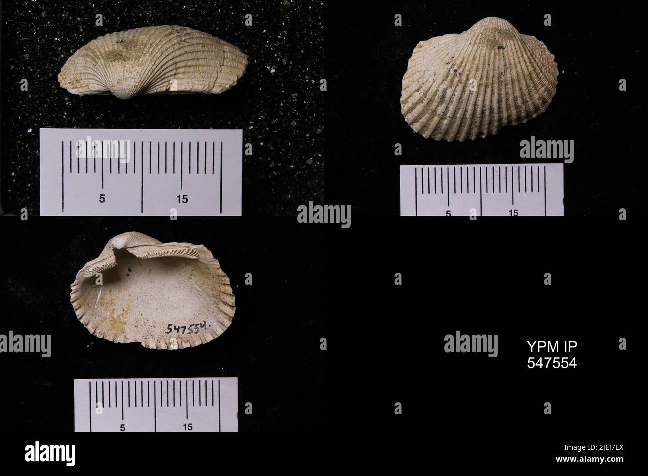 Scapharca transversa animalia hi-res stock photography and images - Alamy