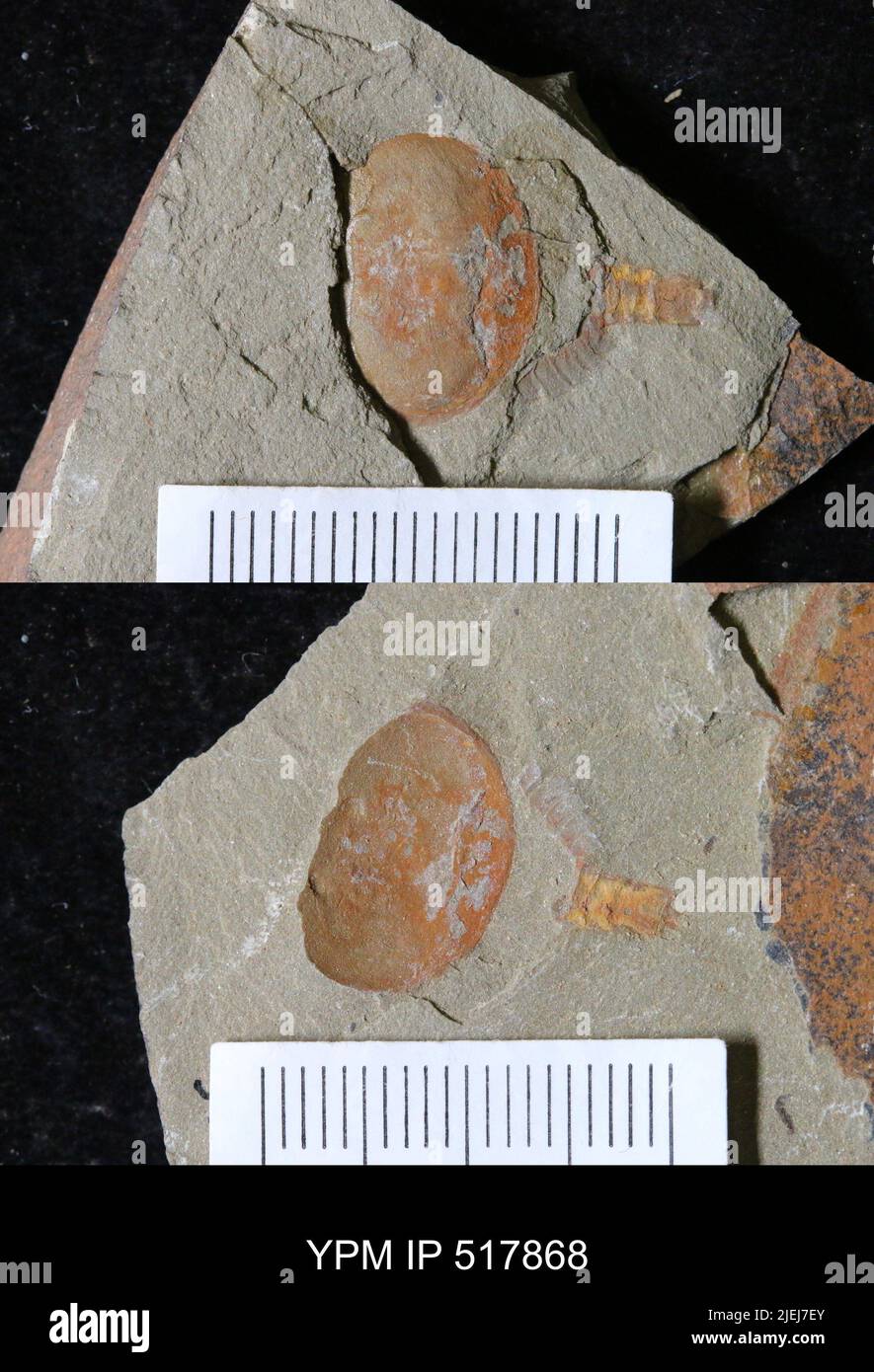 Undet xiphosurida hi-res stock photography and images - Alamy