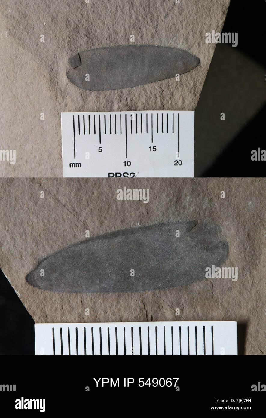 Pterygotus sp animalia hi-res stock photography and images - Alamy