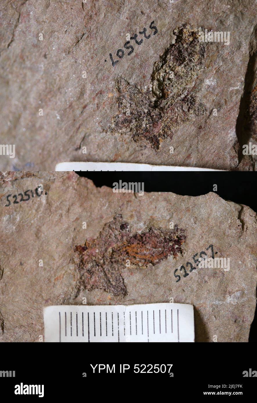 Starfish prey hi-res stock photography and images - Alamy