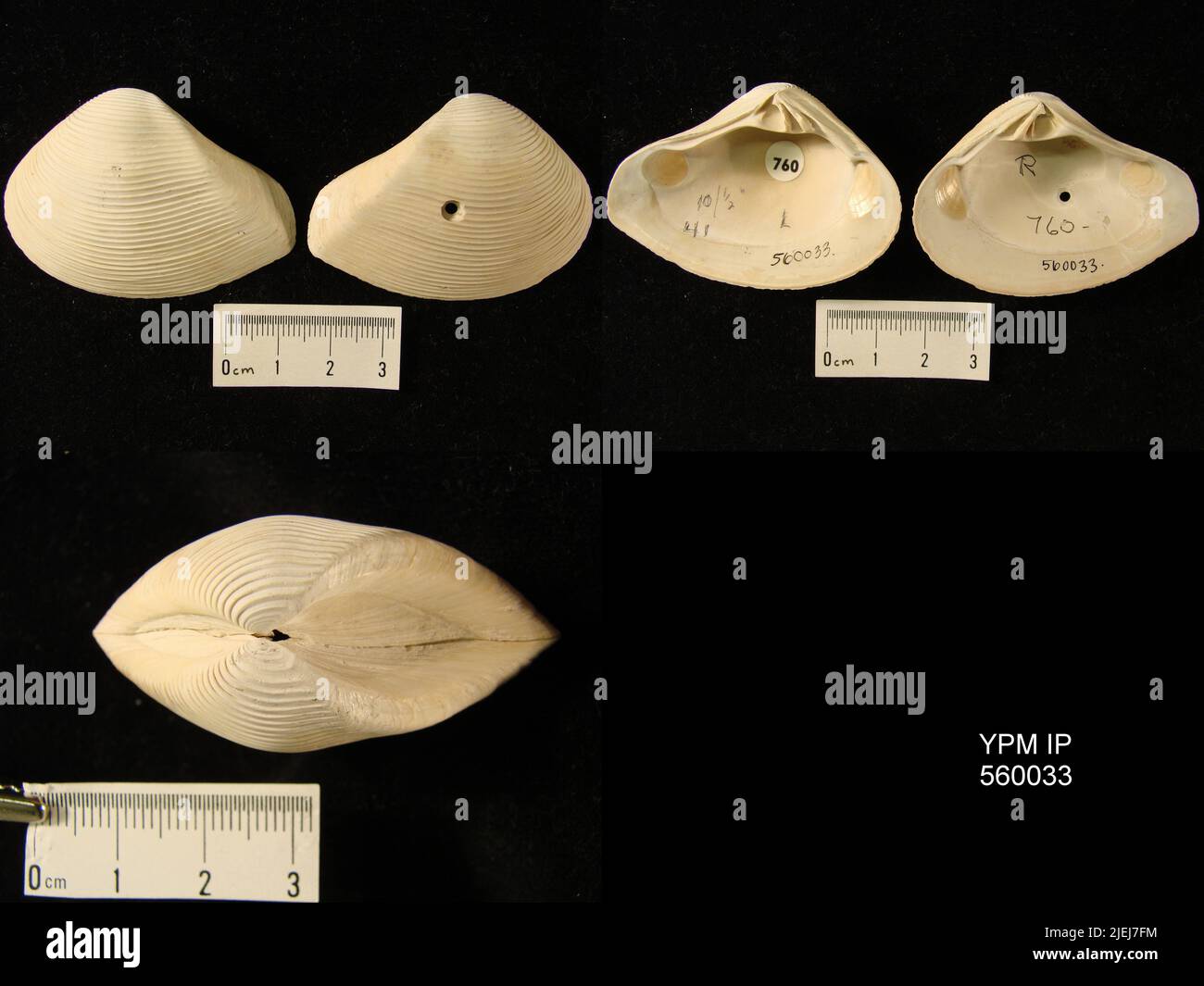 Eucrassatella speciosa animalia hi-res stock photography and images - Alamy