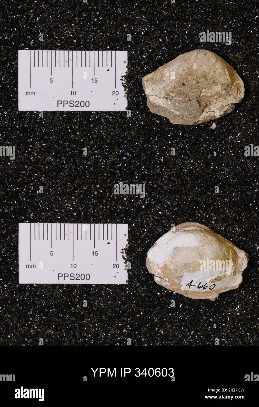 Corbicula sp hi-res stock photography and images - Alamy