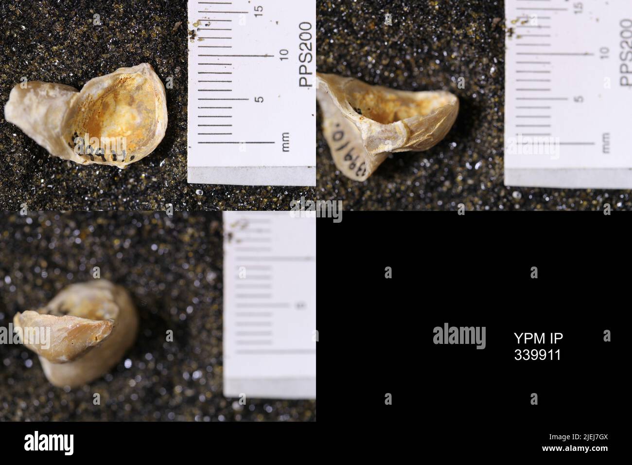 Exogyra sp animalia hi-res stock photography and images - Alamy