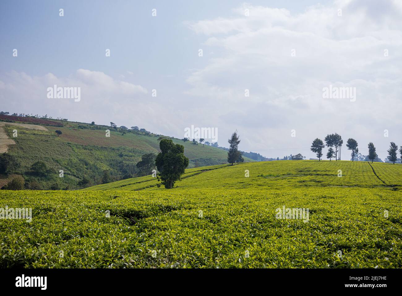 Kiambu County Kenya East Africa Landscapes Green Tea Leaves Farm ...