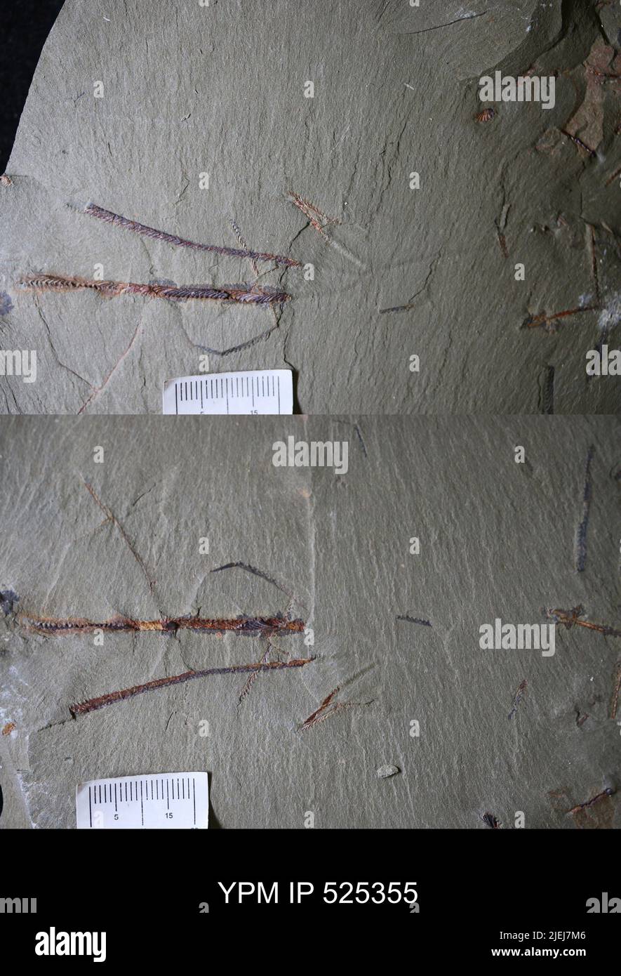 Order graptoloidea hi-res stock photography and images - Alamy