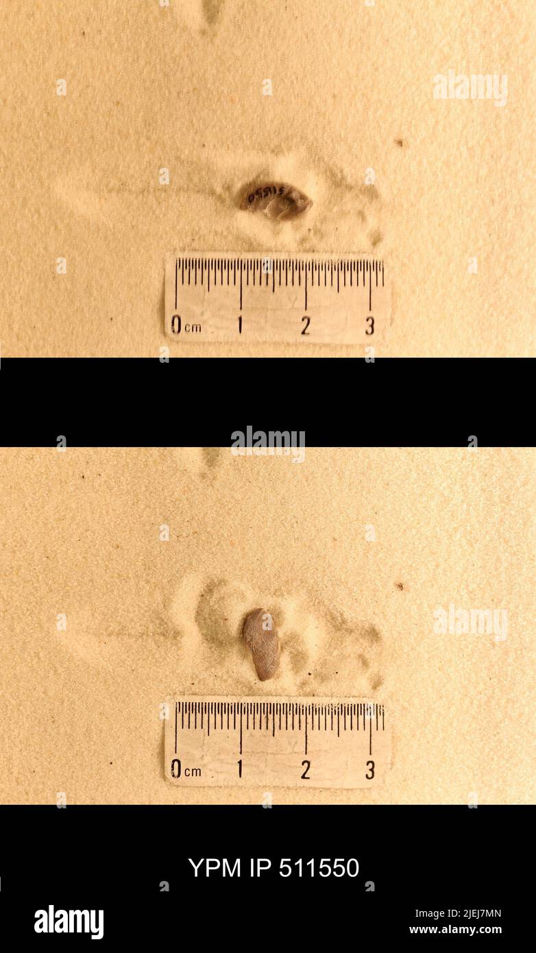 Dalmanella sp hi-res stock photography and images - Alamy