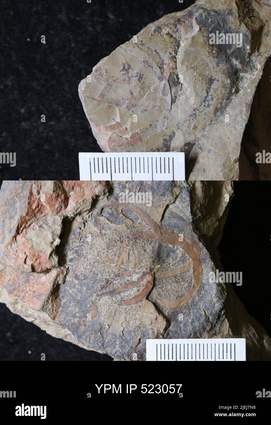 Priapulida hi-res stock photography and images - Alamy