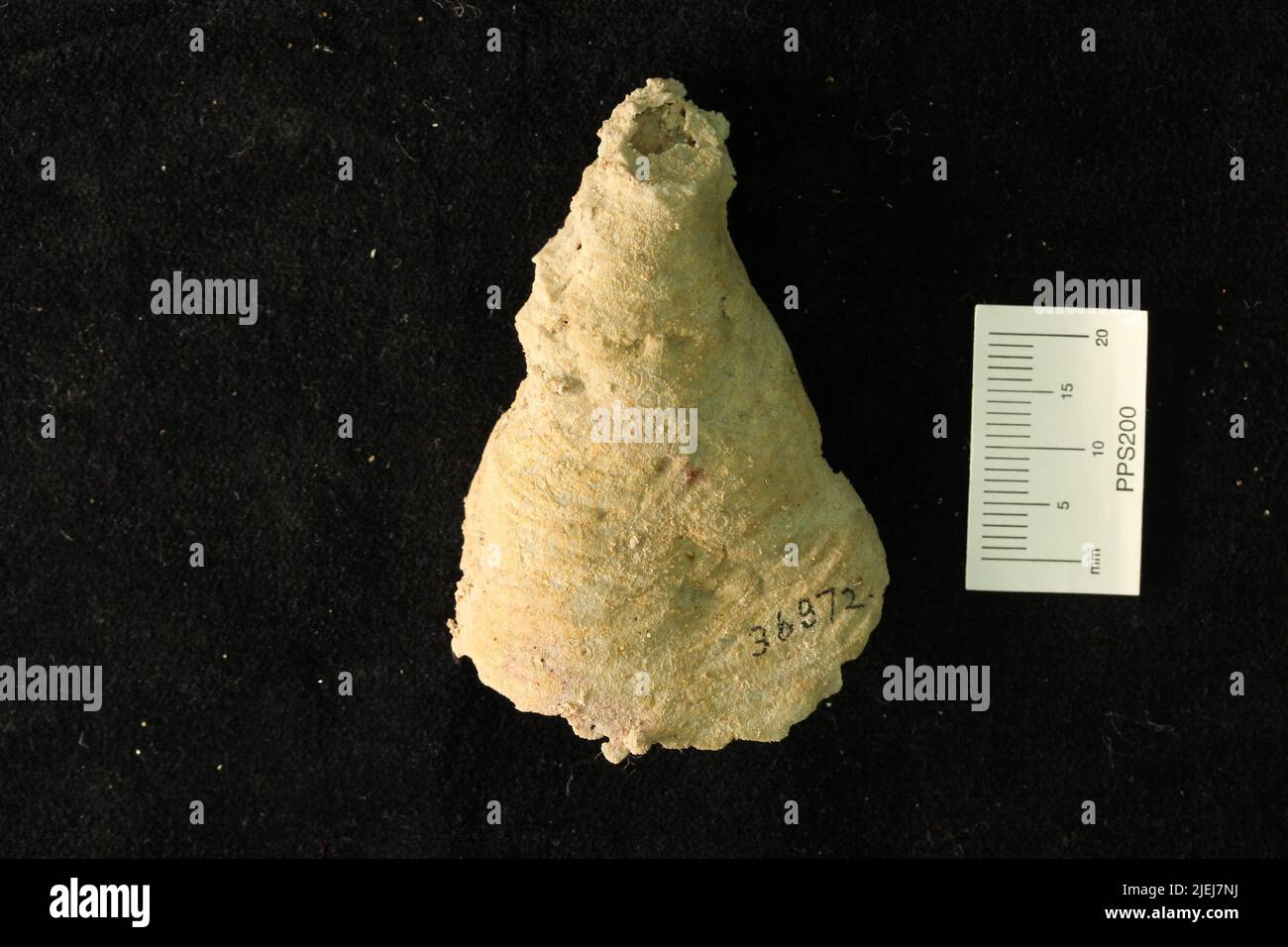 Leptodus nobilis americanus Girty Stock Photo - Alamy