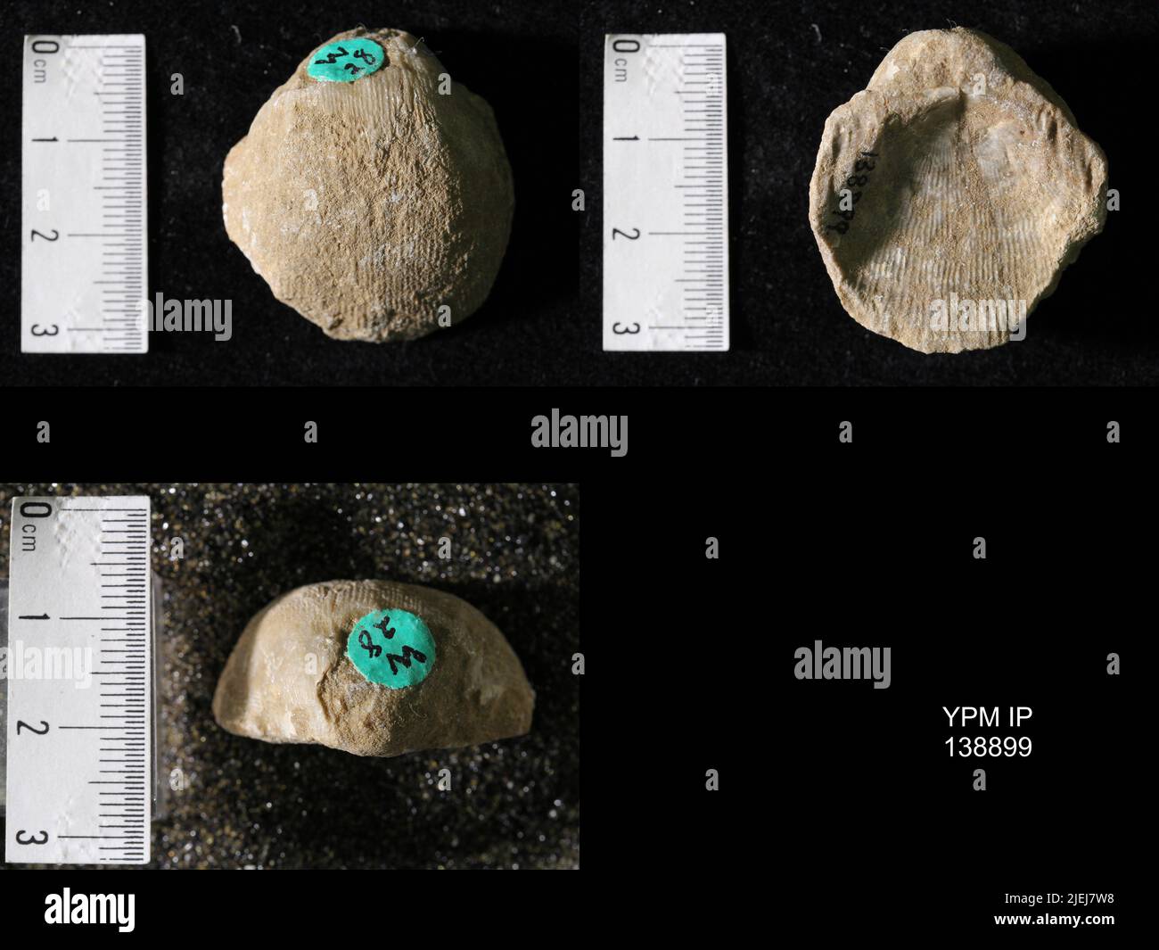Productus (Linoproductus) lineatus Stock Photo - Alamy