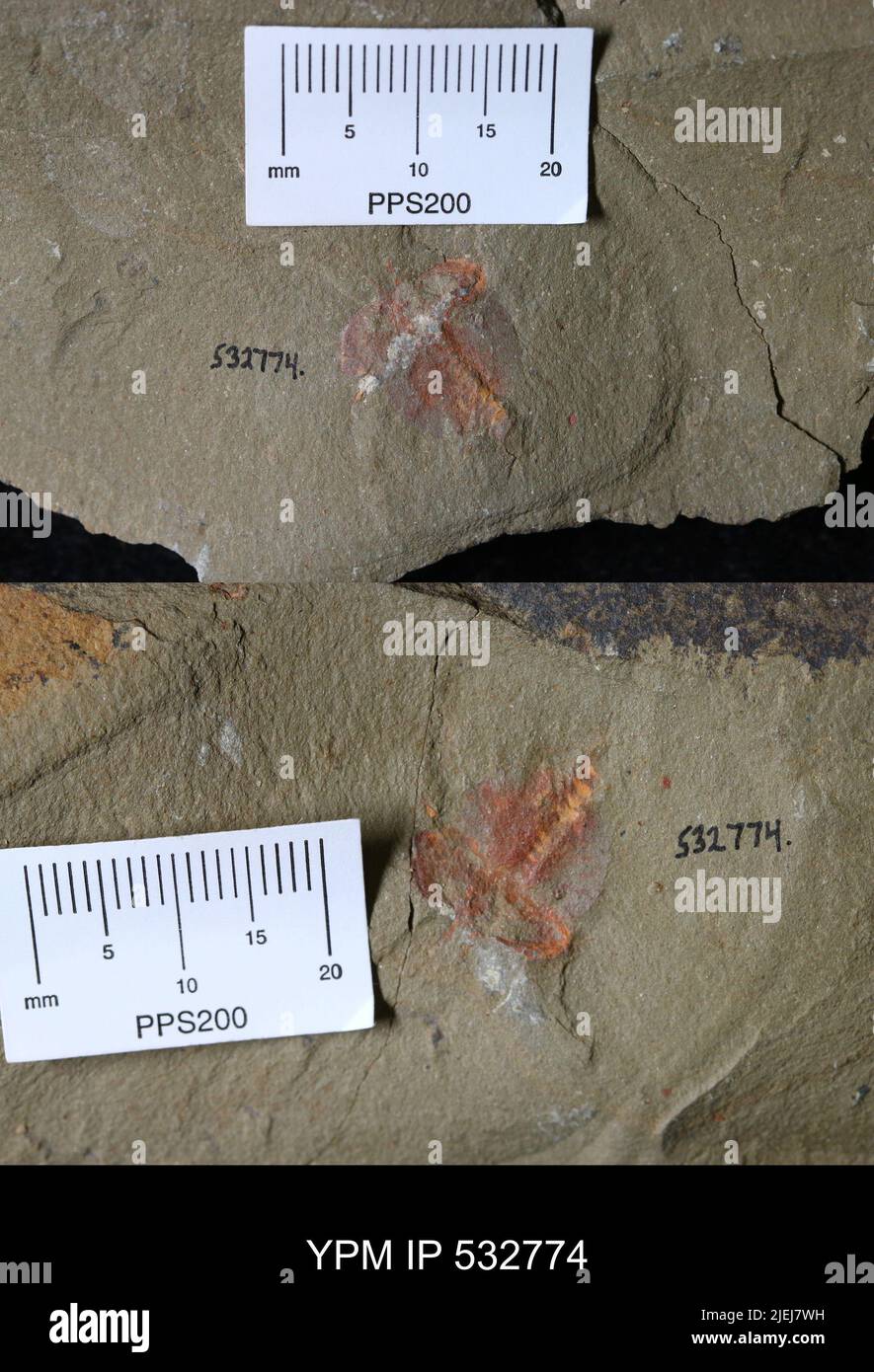 Undet xiphosurida hi-res stock photography and images - Alamy