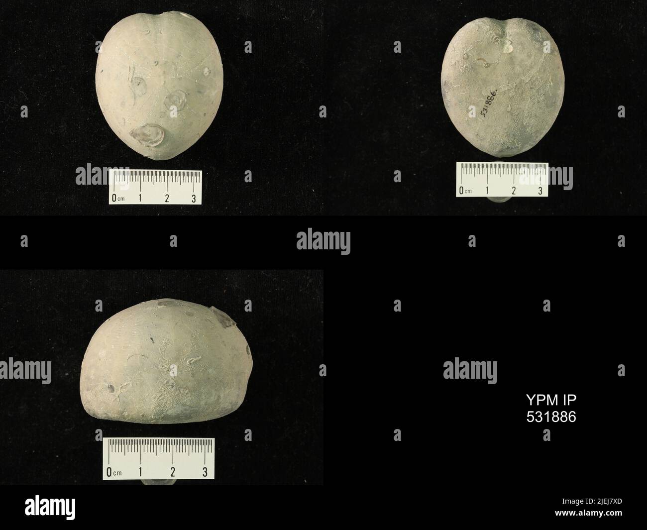 Holaster simplex shumard hi-res stock photography and images - Alamy