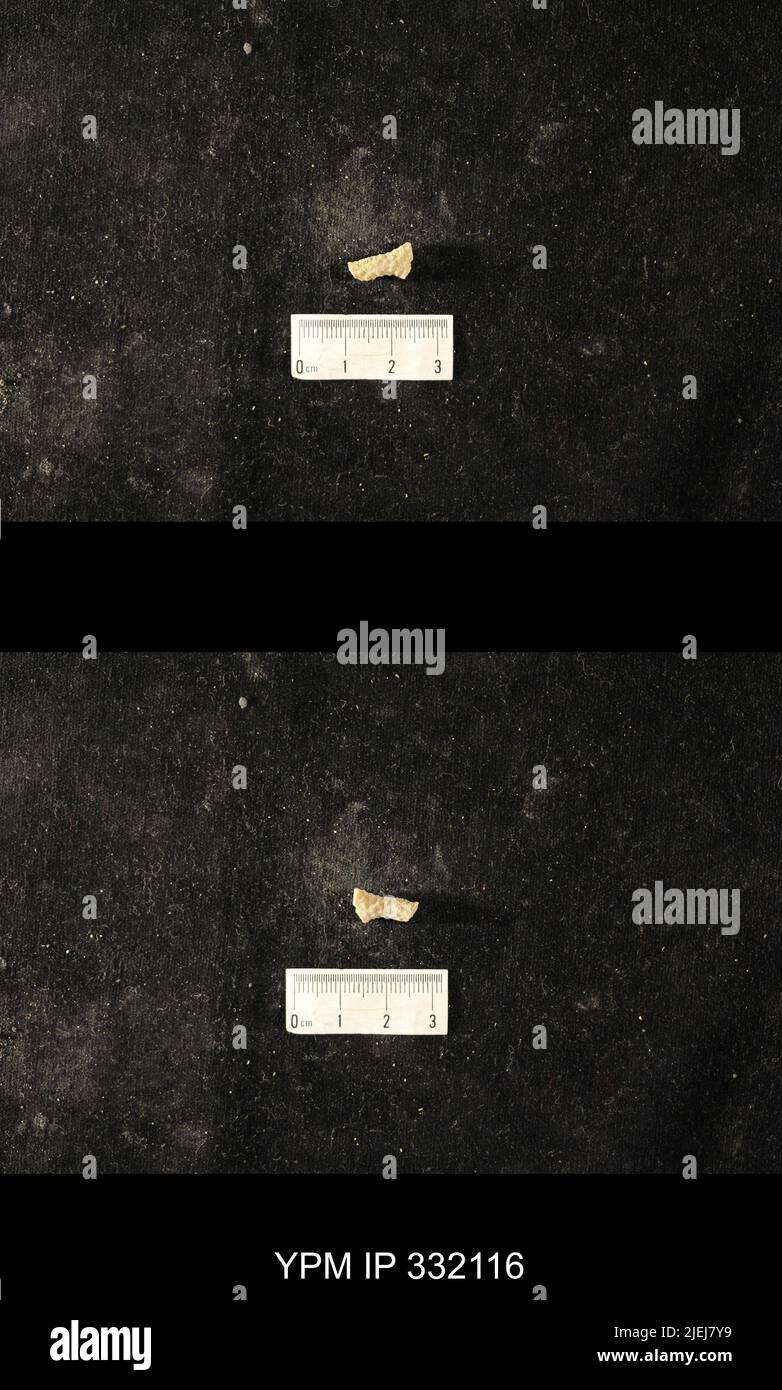 Constellaria sp animalia hi-res stock photography and images - Alamy