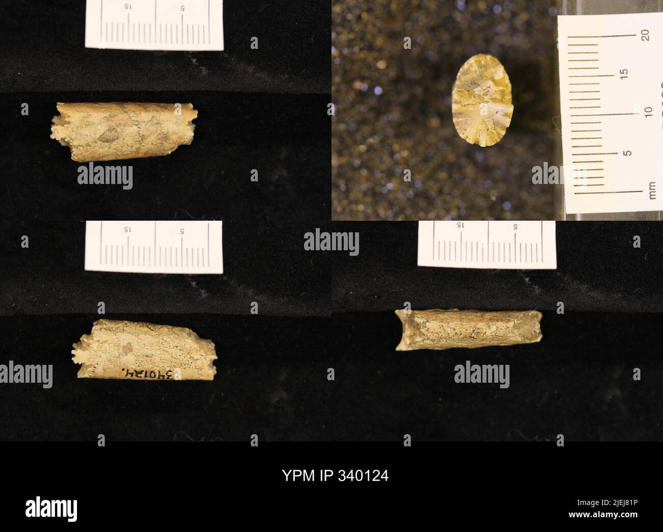 Baculites sp animalia hi-res stock photography and images - Alamy