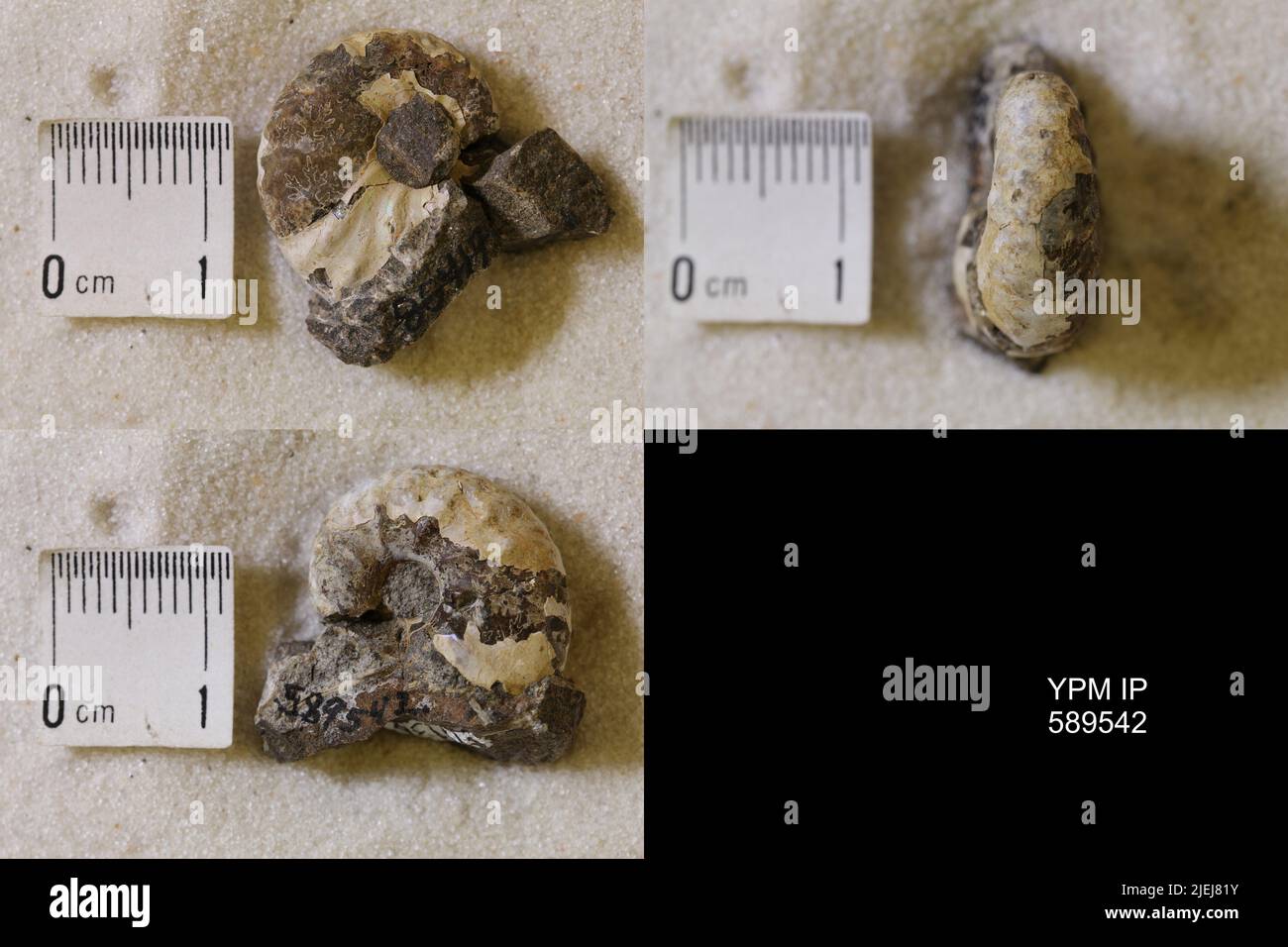 Ammonites extinct group marine invertebrate hi-res stock photography ...