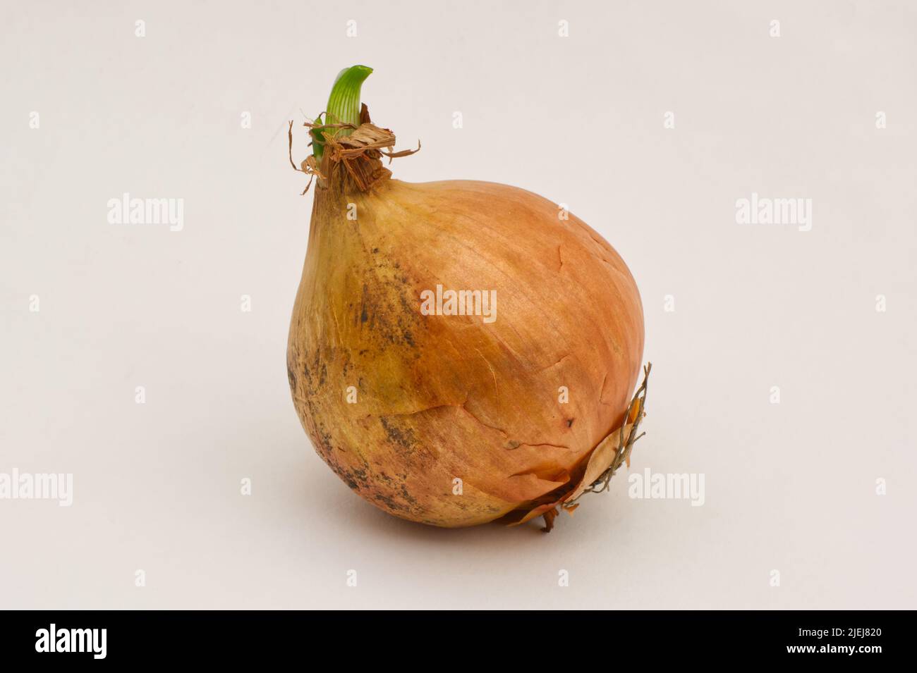Onion bulb starting to sprout with new growth. Allium cepa liliaceae ...