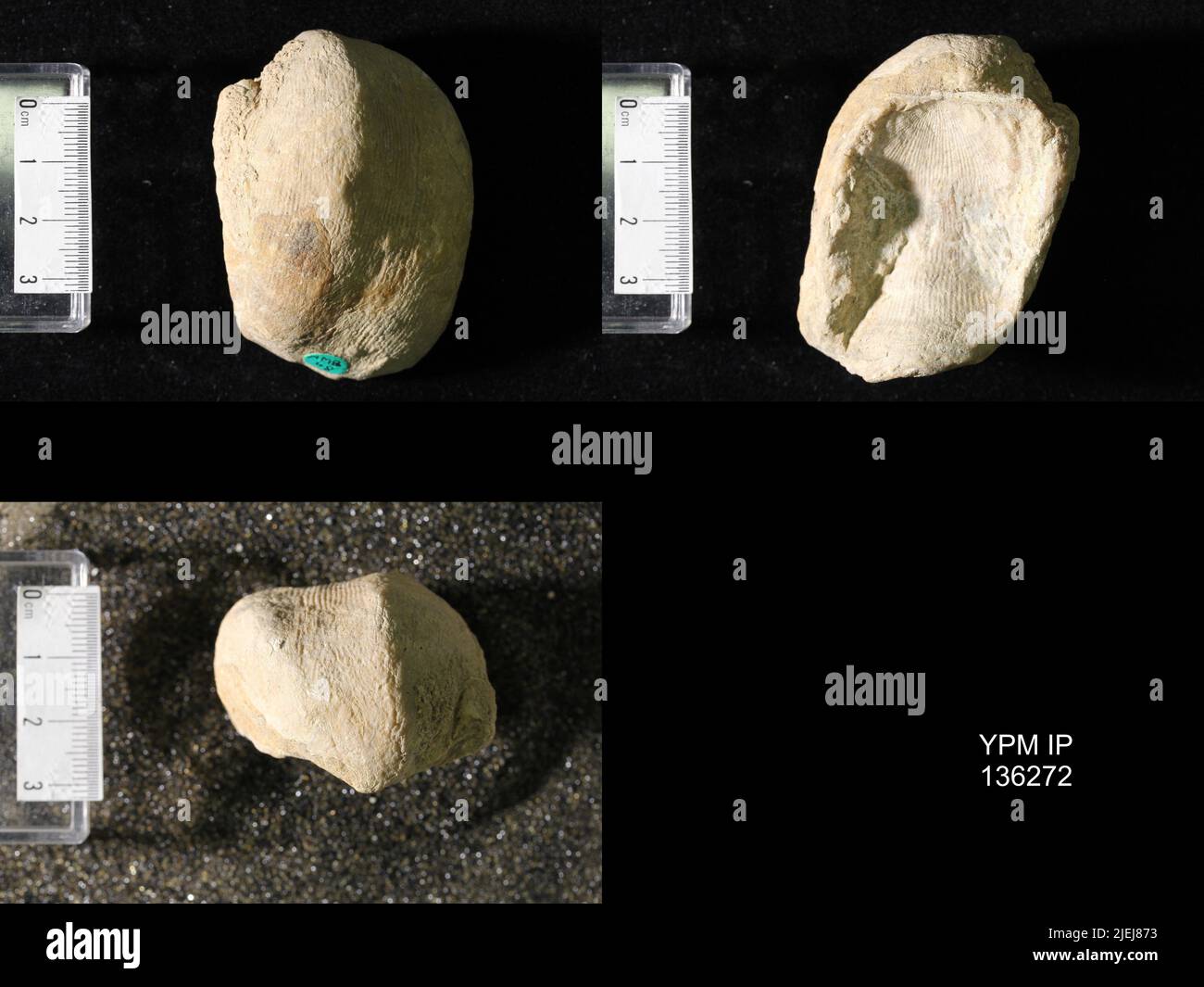 Productus (Linoproductus) lineatus Stock Photo - Alamy