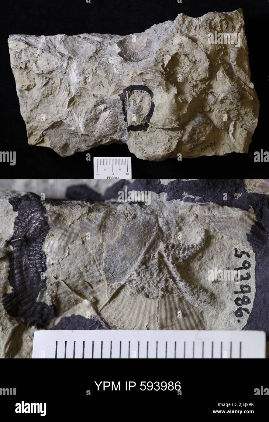 Ophiur hi-res stock photography and images - Alamy