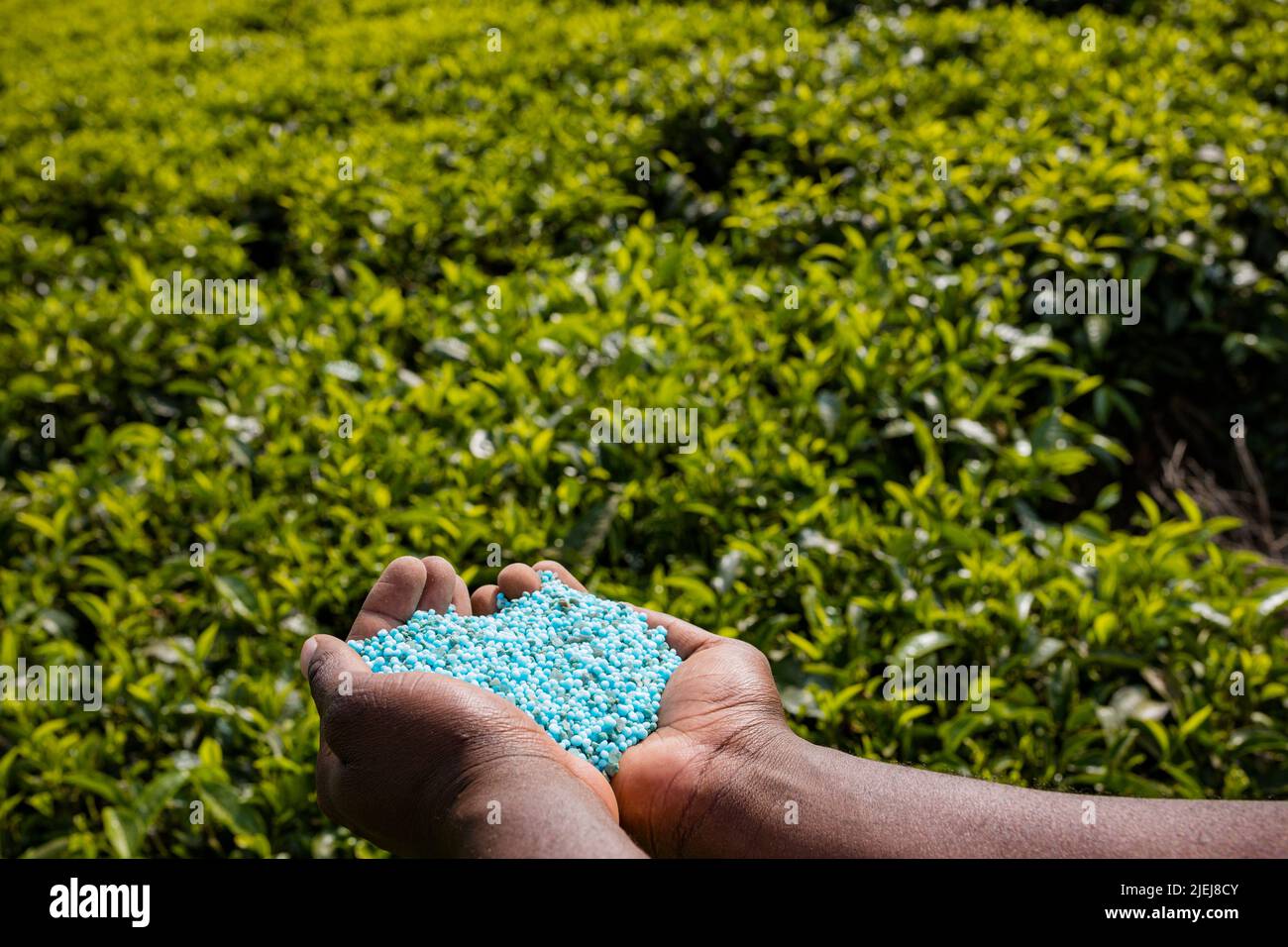 Fertilizer applications hands Kiambu County Central Province Limuru tea ...