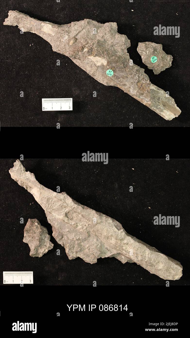 Vaginoceras piscator animalia hi-res stock photography and images - Alamy