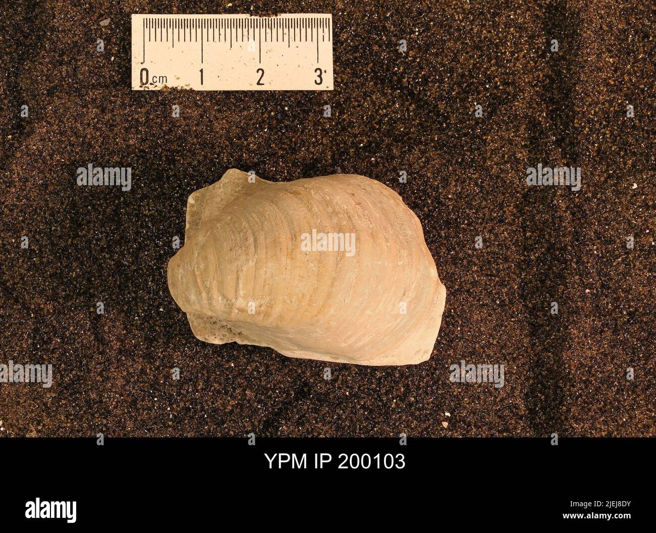 Inoceramus brogniarti animalia hi-res stock photography and images - Alamy