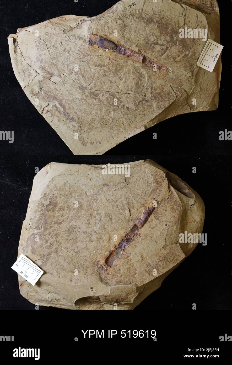 Sphenothallus sp hi-res stock photography and images - Alamy