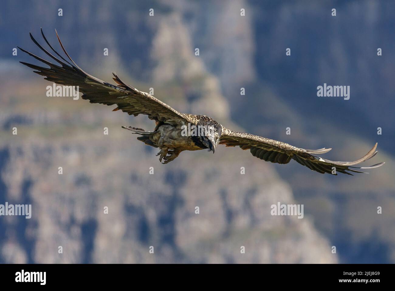 Bearded vulture, Gypaetus barbatus, in flight at Ordesa and monte ...