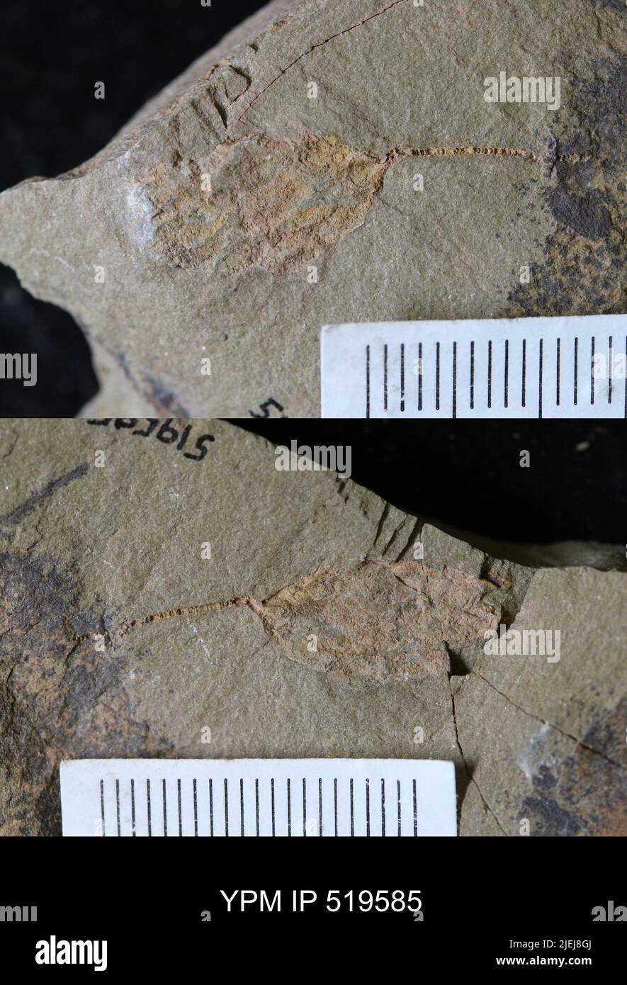 Eocrinoidea hi-res stock photography and images - Alamy