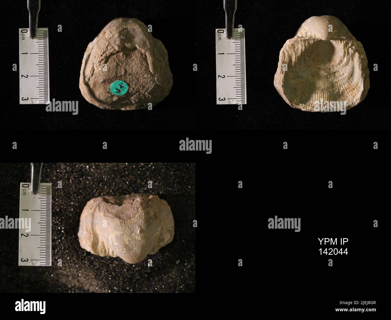 Productus (Linoproductus) lineatus Stock Photo - Alamy