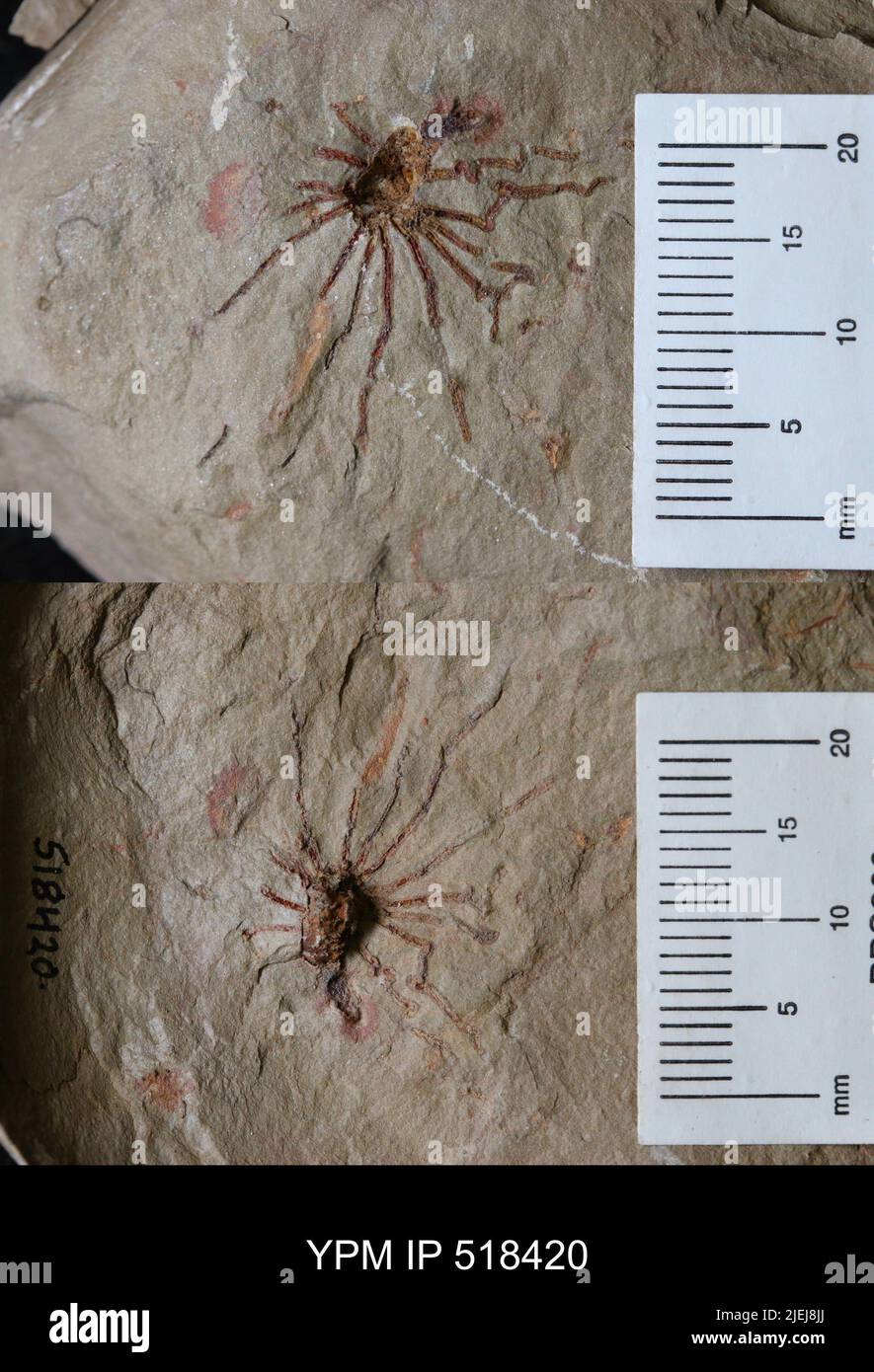 Undet eocrinoidea animalia hi-res stock photography and images - Alamy