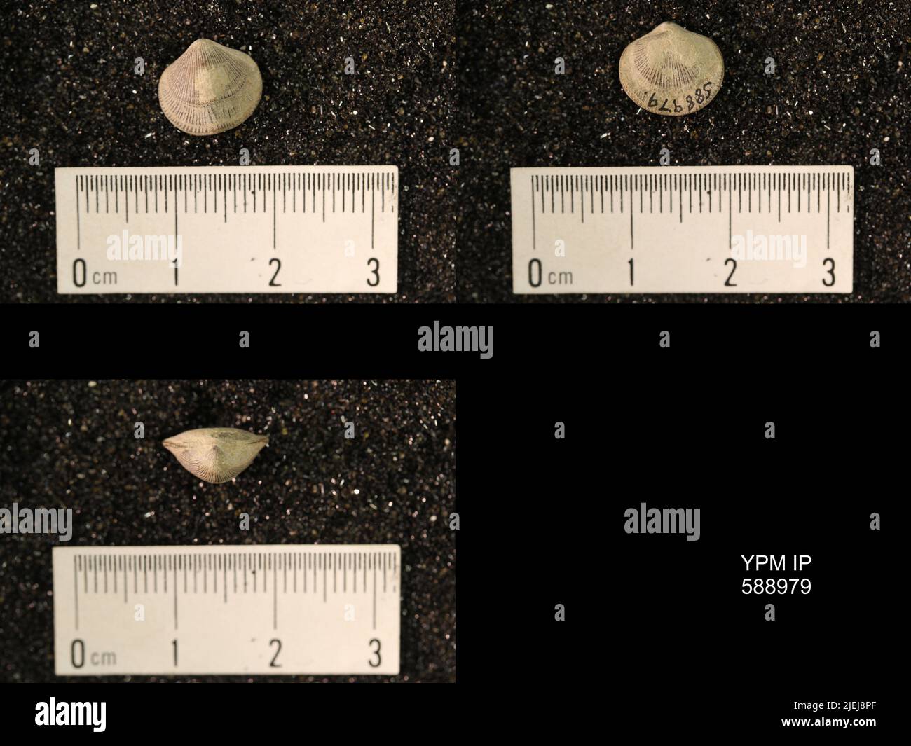 Dalmanella basalis (Dalman Stock Photo - Alamy