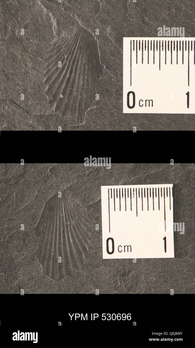 Cardiola palmata (Goldfuss Stock Photo - Alamy