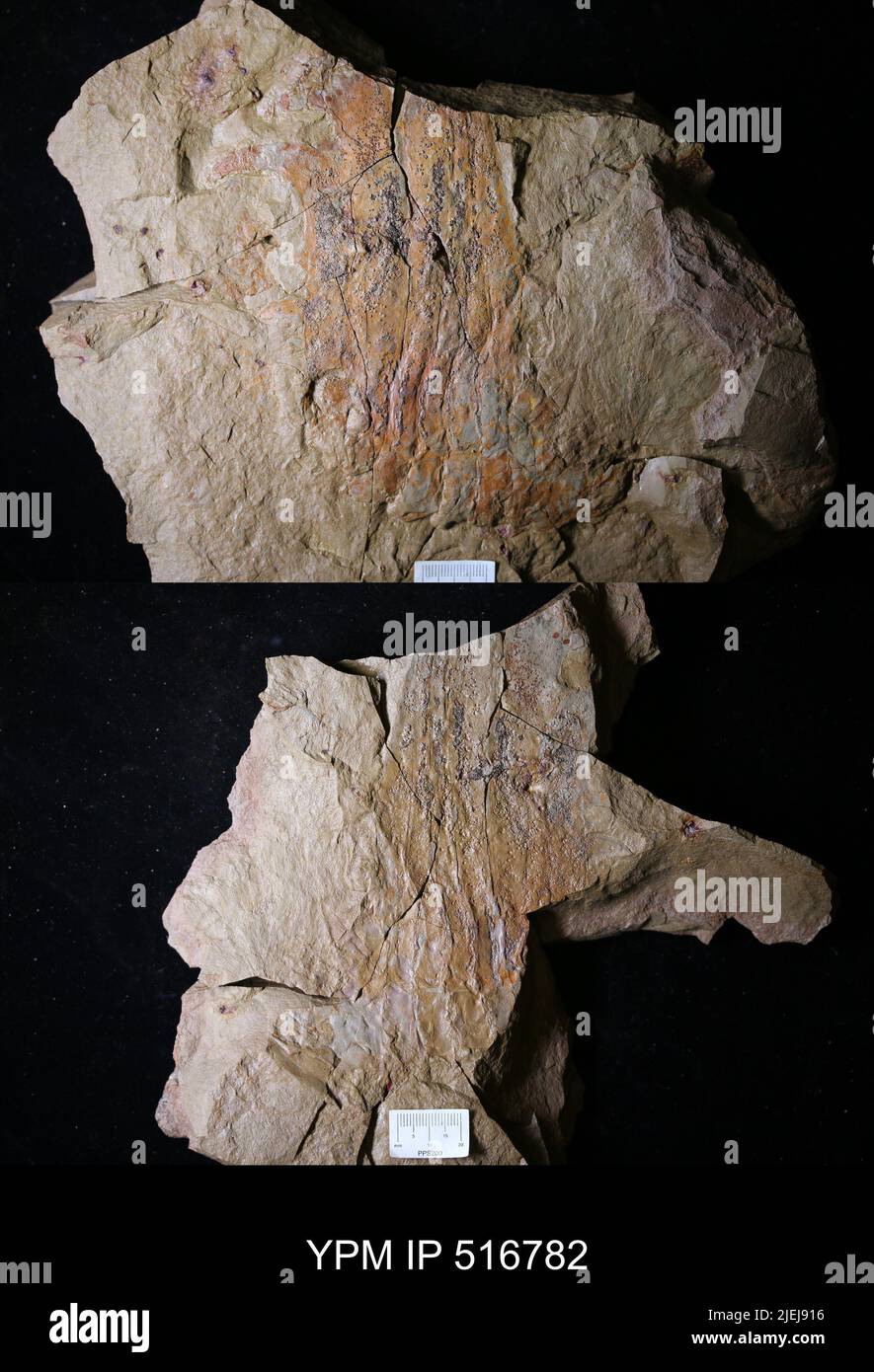 Dinocarida hi-res stock photography and images - Alamy