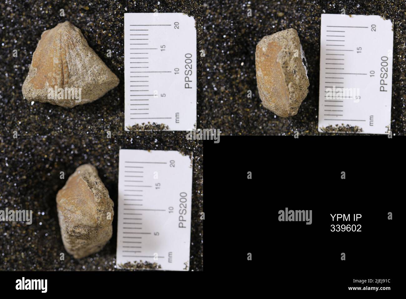 Pteria (Pseudoptera) fibrosa Meek & Hayden Stock Photo - Alamy