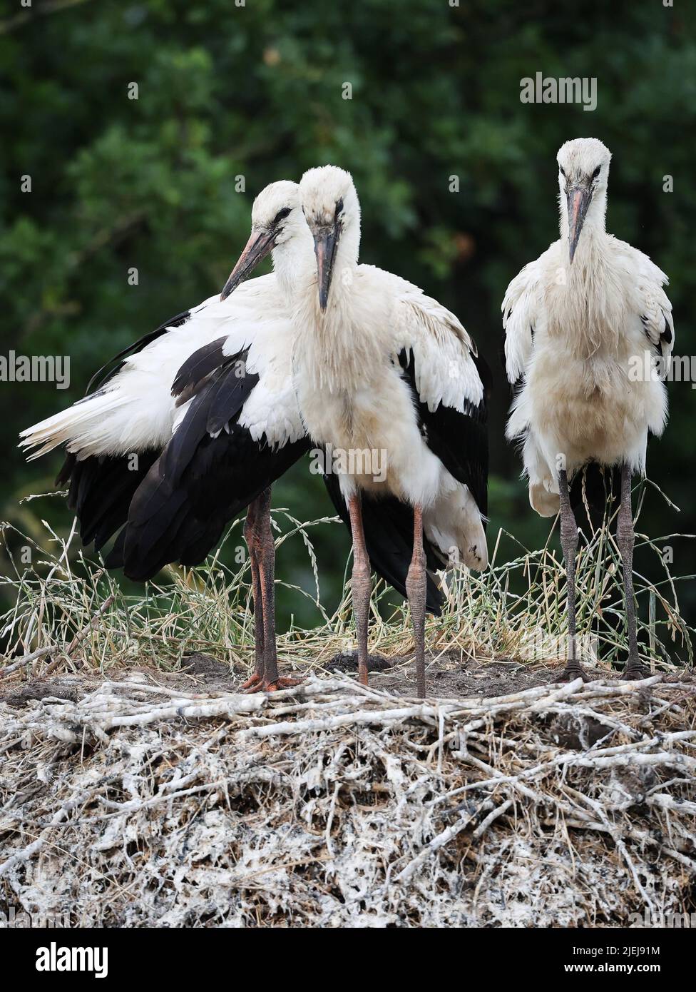 Stork nest farm hi-res stock photography and images - Alamy