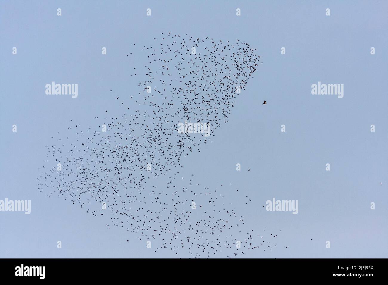 Group of starlings, Sturnus vulgaris Stock Photo - Alamy