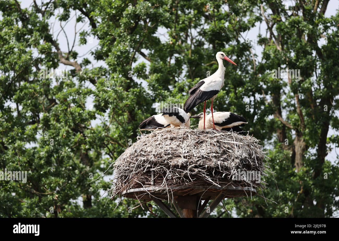 Hamburg, Germany. 27th June, 2022. A stork provides food for its three ...