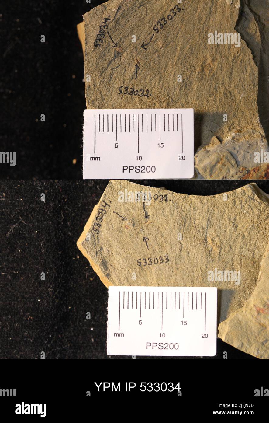 Lamp shells brachiopoda hi-res stock photography and images - Alamy