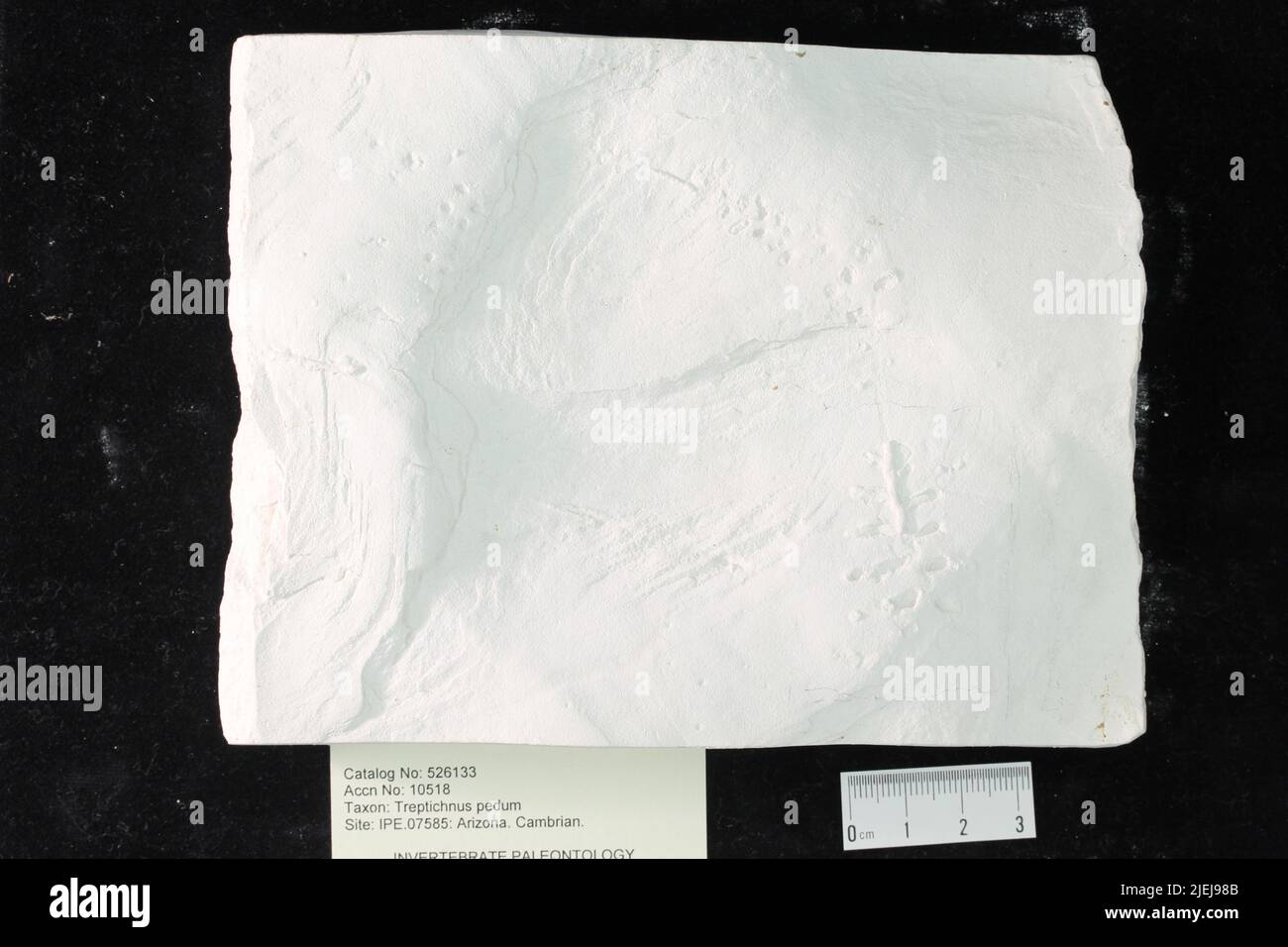 Treptichnus pedum ichnofossil hi-res stock photography and images - Alamy