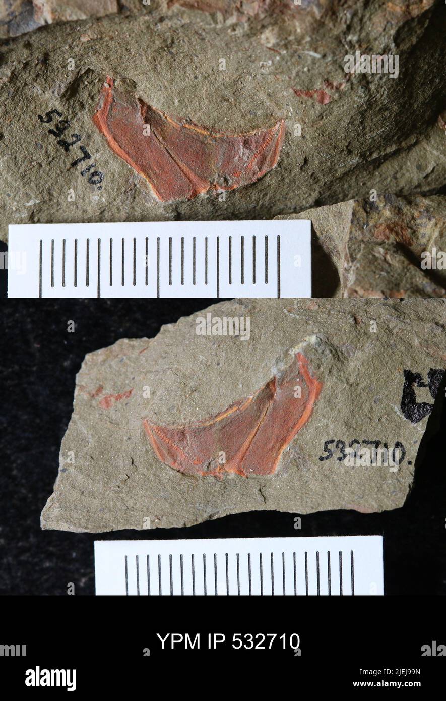 Cothurnocystis sp animalia hi-res stock photography and images - Alamy