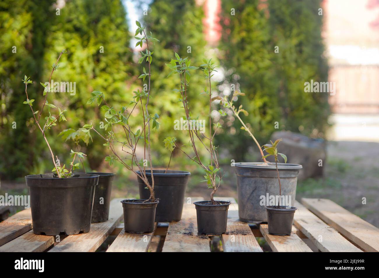 potted maple seedlings. Row of young maple trees in plastic pots ...