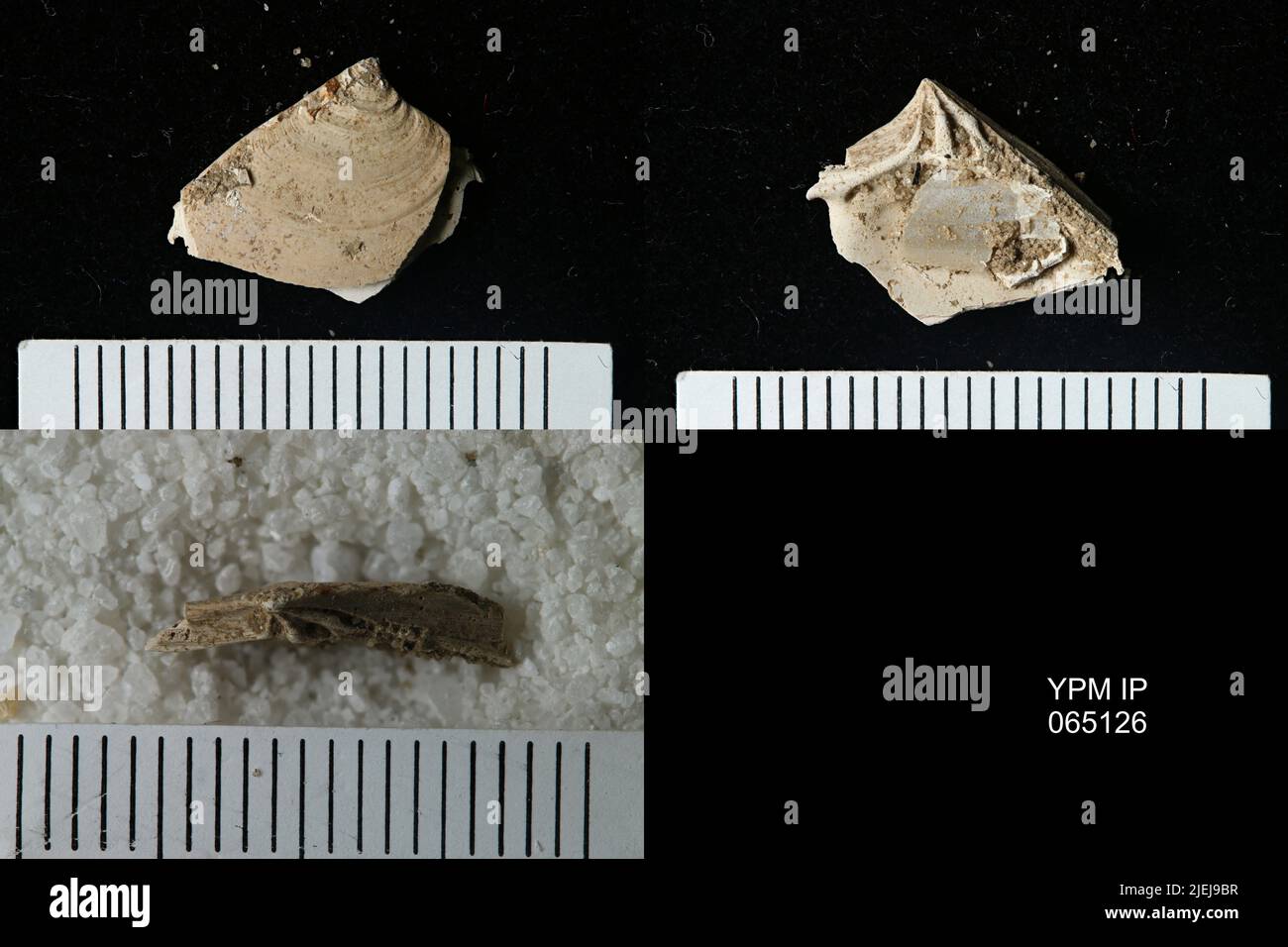 Astarte cuneiformis animalia hi-res stock photography and images - Alamy