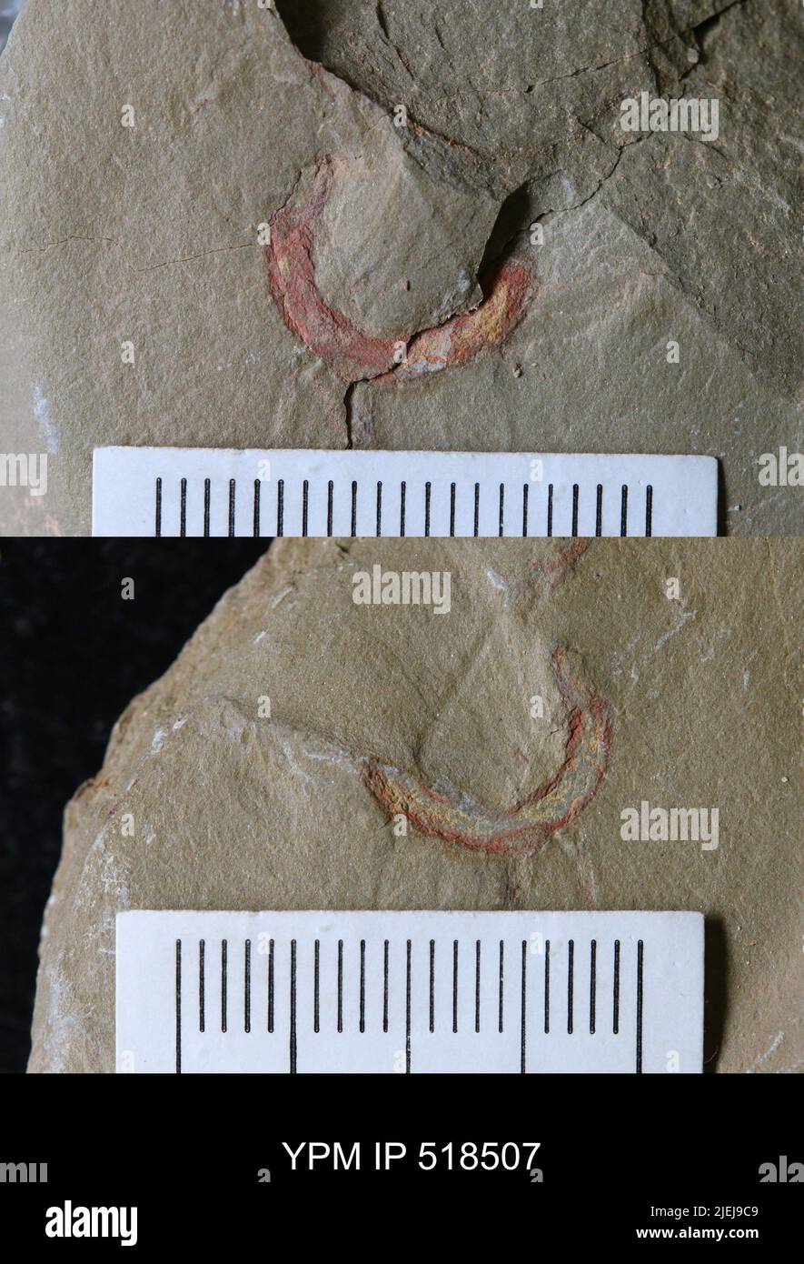 Ichnofossils hi-res stock photography and images - Alamy