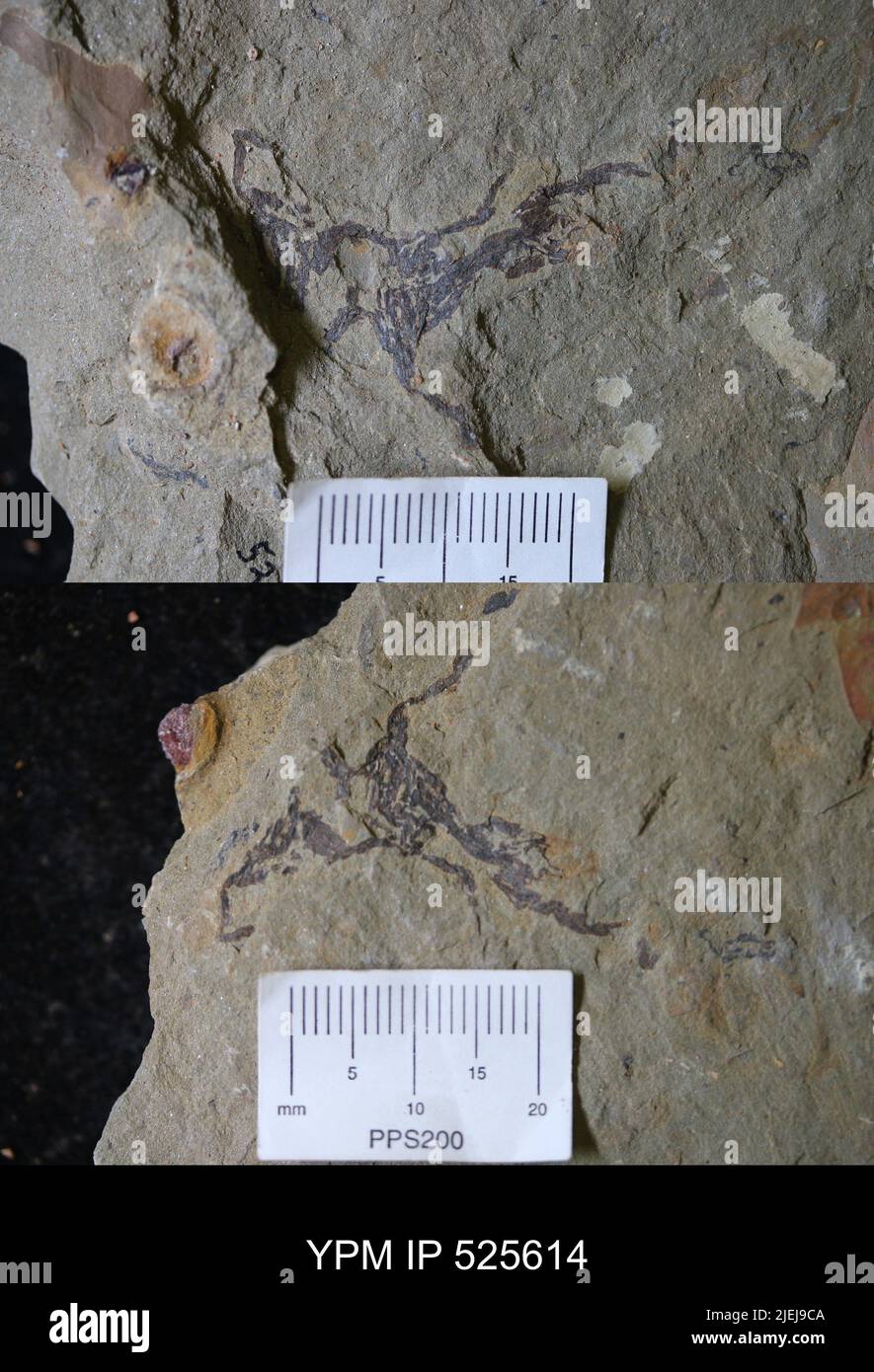 Algae plantae hi-res stock photography and images - Alamy