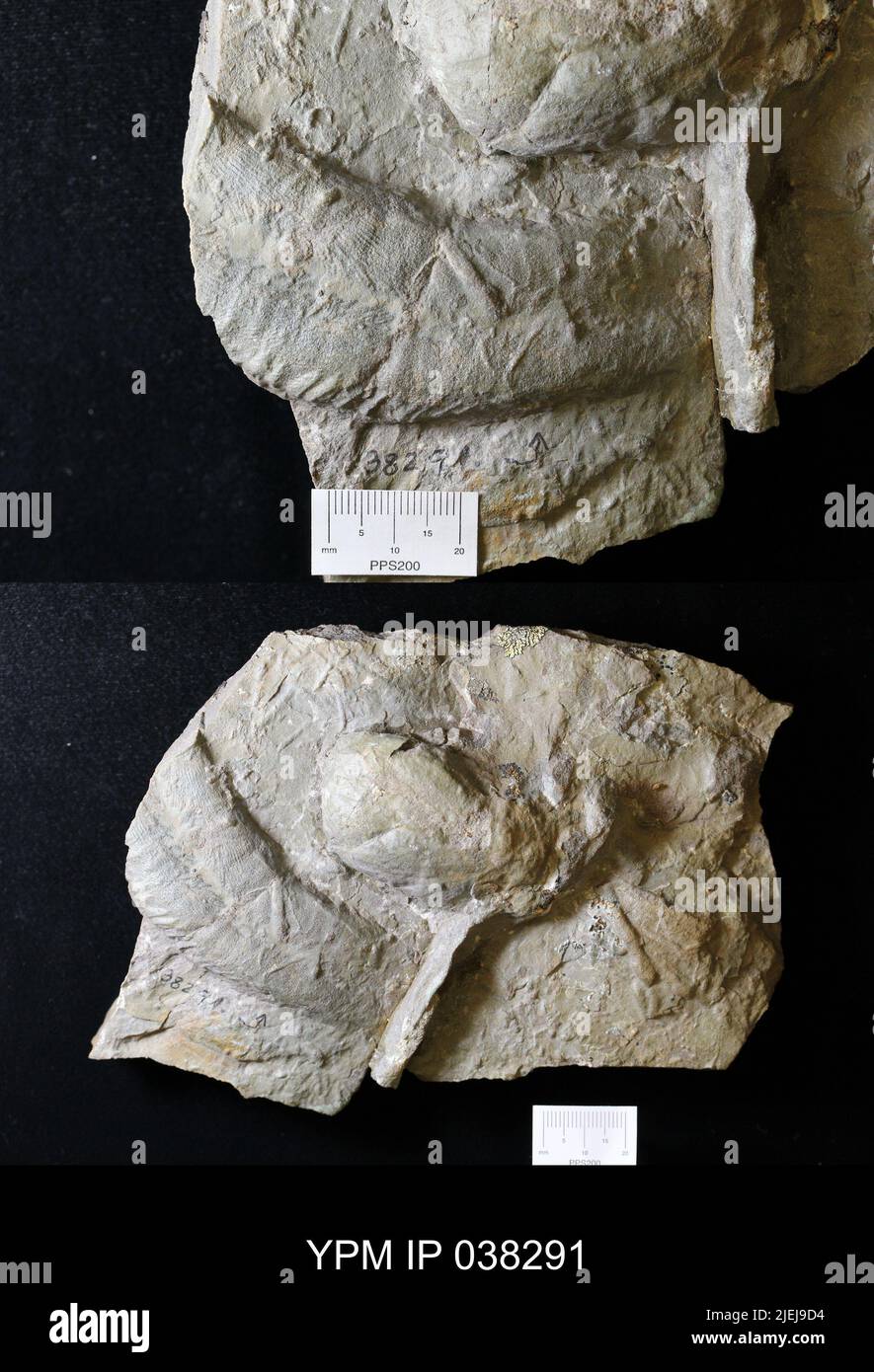 Cruziana pectinata seilacher ichnofossil hi-res stock photography and ...