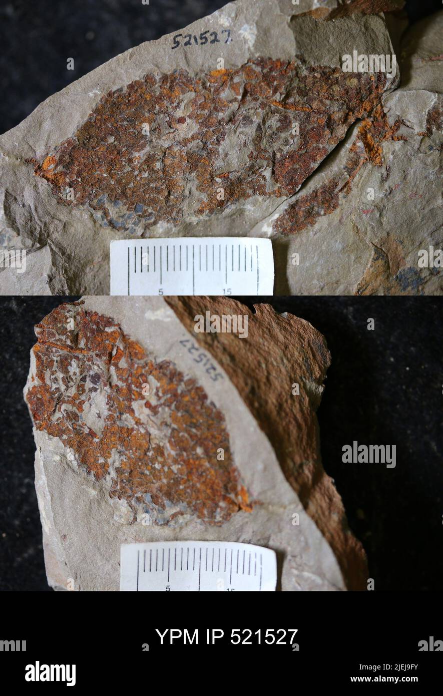 Eocrinoid hi-res stock photography and images - Alamy